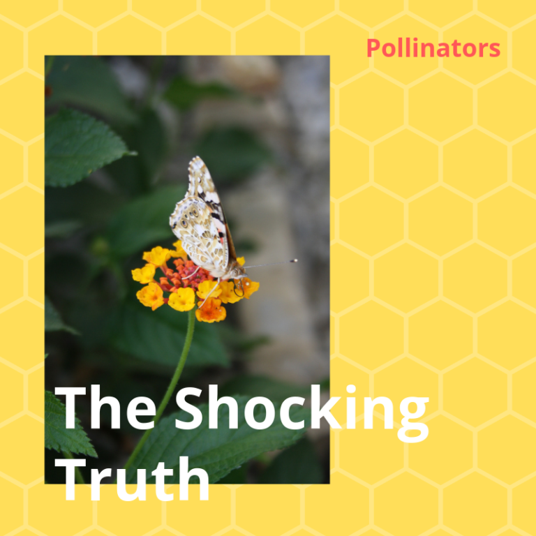 The Shocking Truth about pollinators. Interesting facts about pollinators